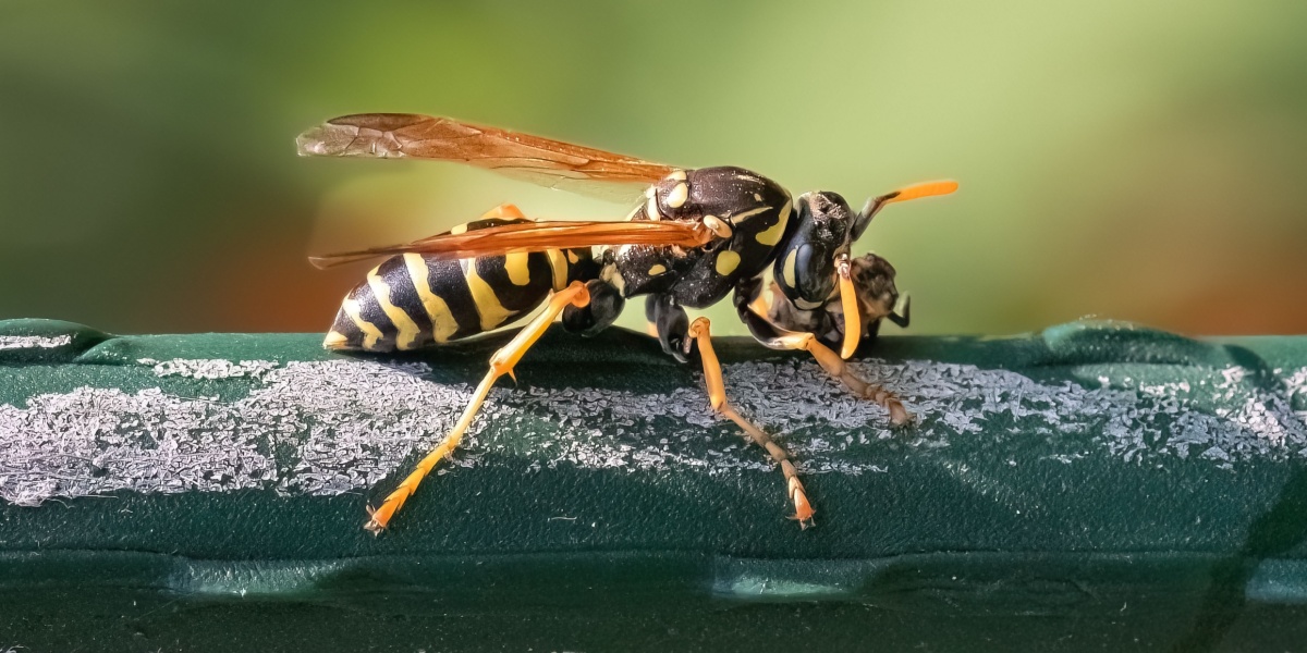 Simpelt og billigt trick holder hvepse væk fra haven: Brug naturlig ...