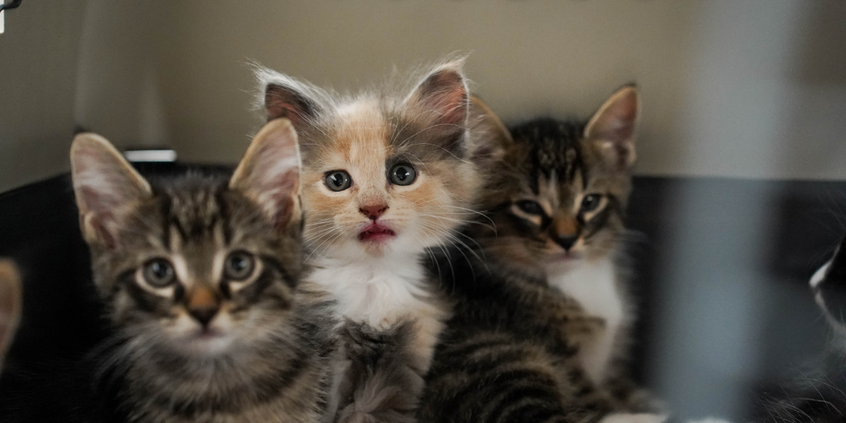 Dyrenes Beskyttelse med vigtig opfordring til alle kæledyrsejere: “En virkelig grusom måde at dø på”