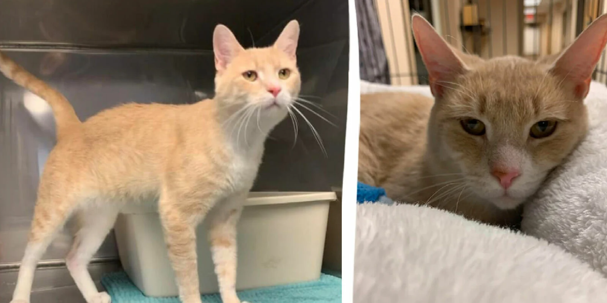 Familie ville ikke have katten Bruno mere: Du taber kæben når du hører ...