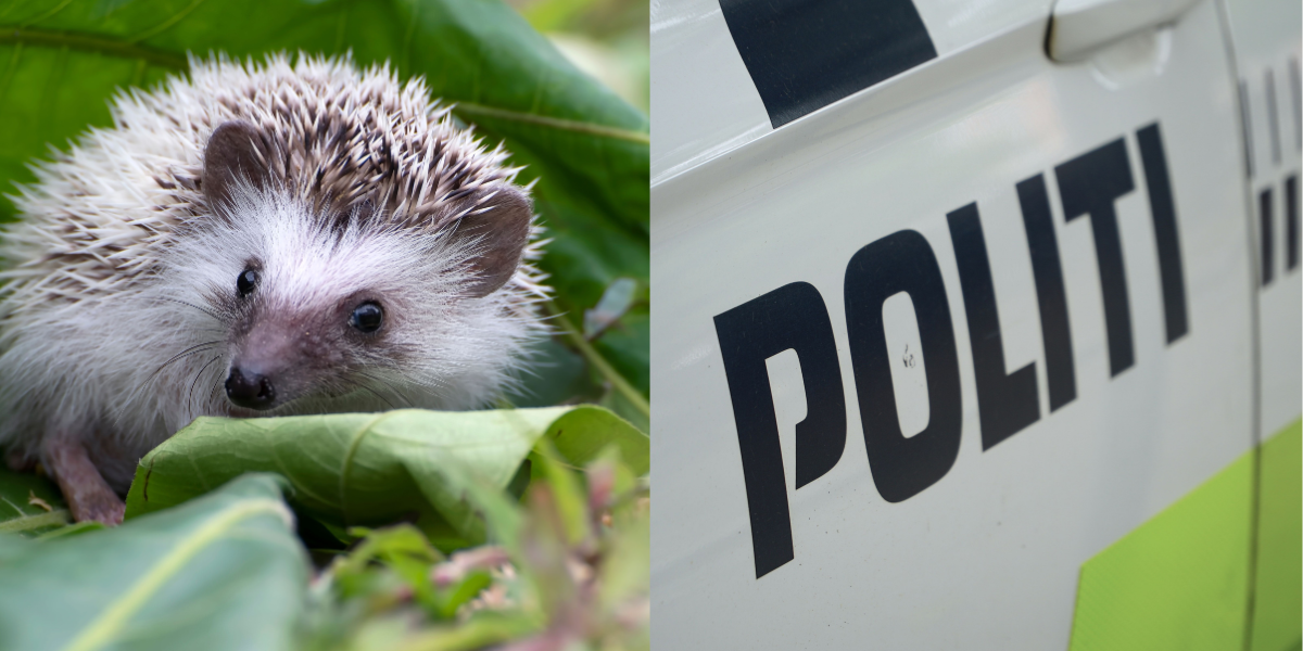 Politiet modtog video af unge der mishandlede pindsvin: Nu er der nyt